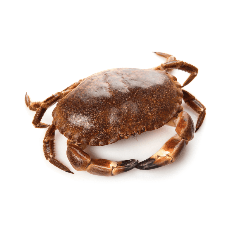 Crabs – Fish Club