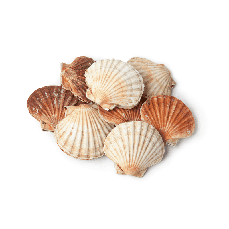 Scallops – Fish Club
