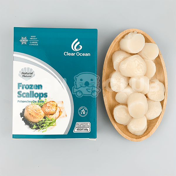 Wild Scallop /带子 - 500g – Fish Club