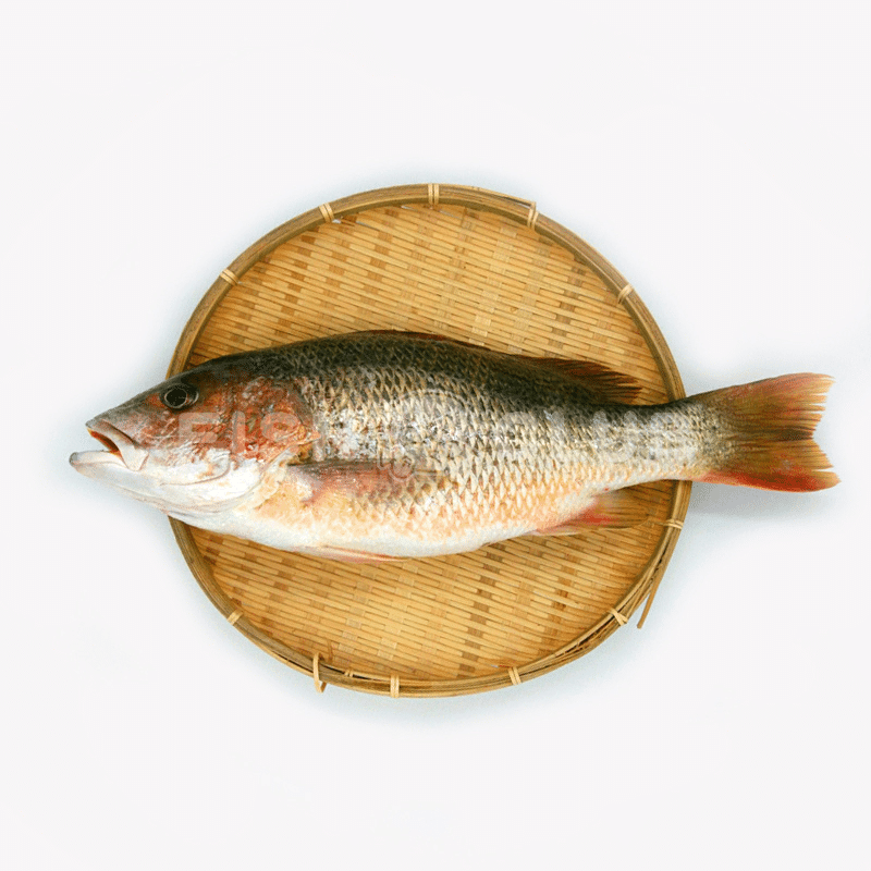 Golden Snapper (Kukup Farmed) / 红皂（龟咯海养） – Fish Club