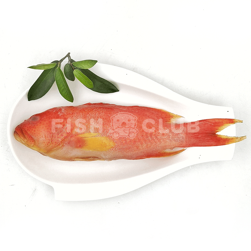 Moontail Grouper (Sabah Wild) / 燕尾斑（沙巴野生） – Fish Club