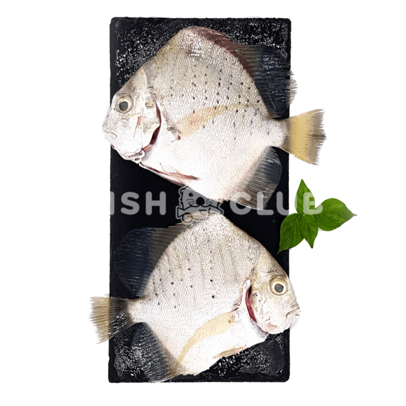 Spotted Sicklefish (Pontian Wild) / 曹喜（笨珍野生） – Fish Club