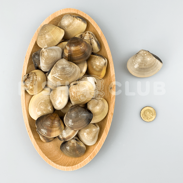 White Clams (Penang Wild) / 沙白 (槟城野生) - 500g – Fish Club
